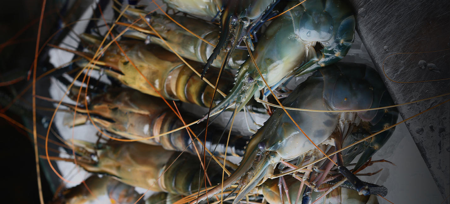 Philosophy|Seafood Restaurant Colombo | Ministry of Crab