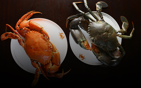 Elevating Seafood Dining in Sri Lanka | Ministry of Crab