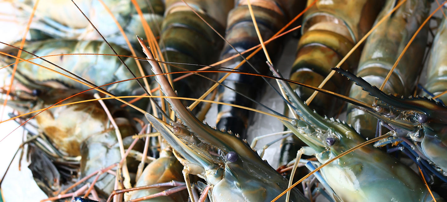 Our Philosophy of Culinary Freshness | Ministry of Crab